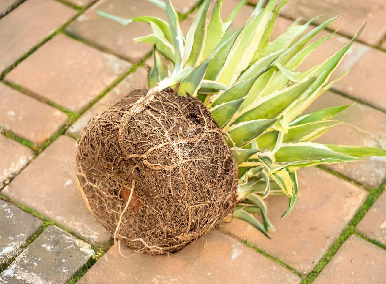 Hydrophobic Soil: How to Spot and Fix – PW Willow Pty Ltd