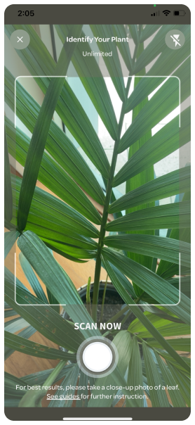 Hub | Plant With Willow