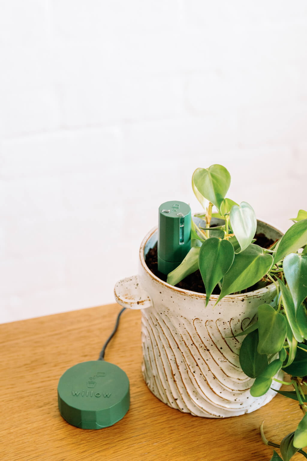 Smart Plant Sensor | Interactive Plant Monitor | Plant With Willow