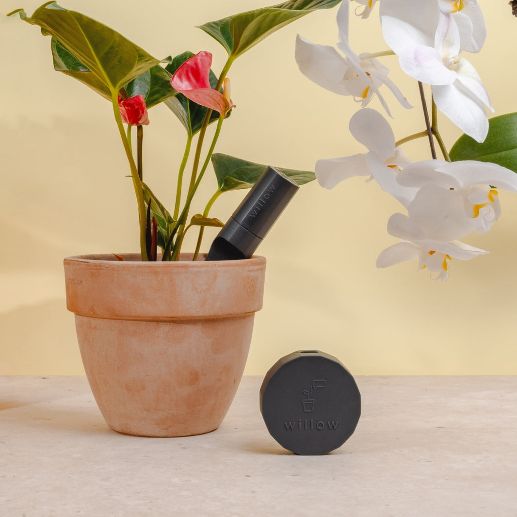 Smart Plant Sensor | Interactive Plant Monitor | Plant With Willow