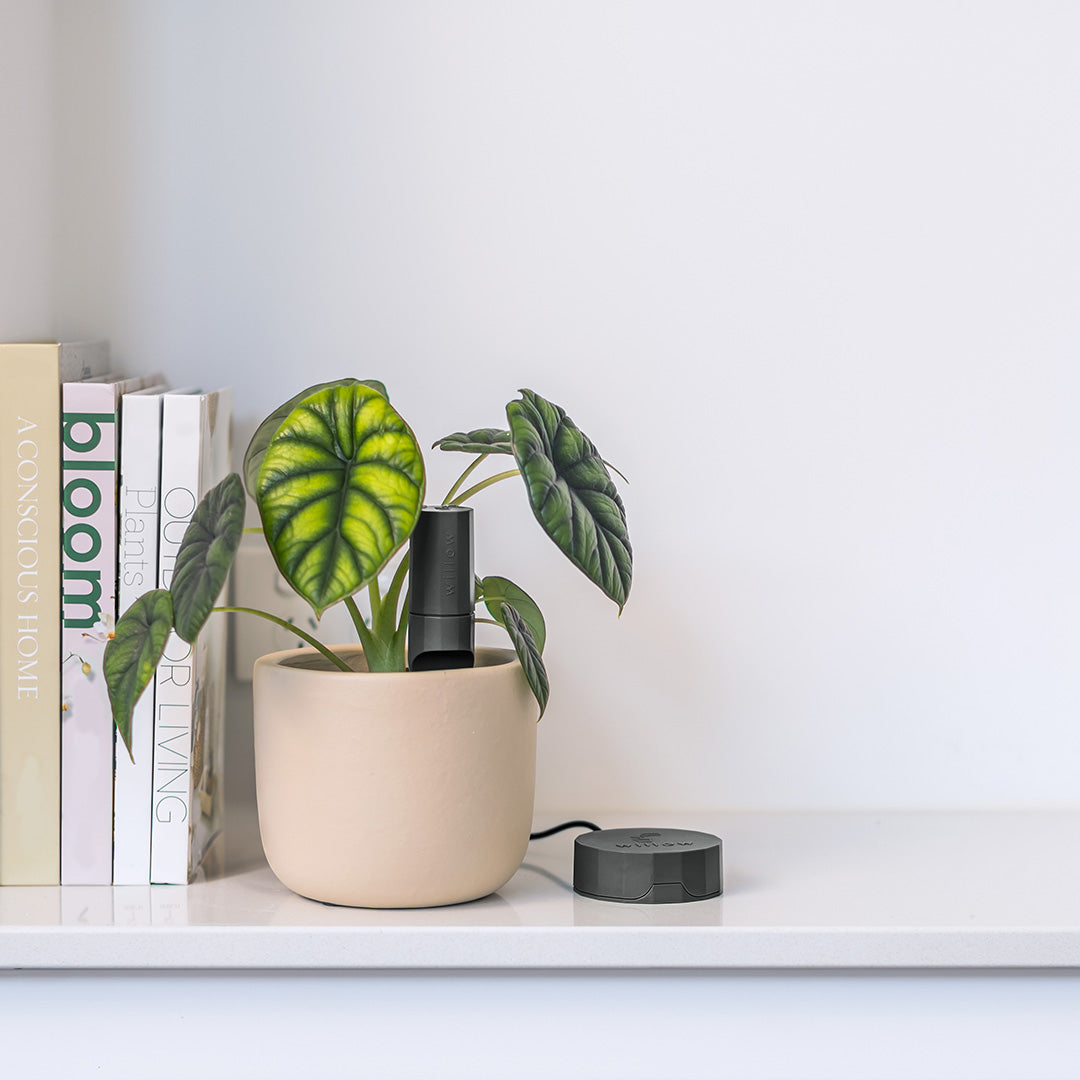 Starter Pack - Smart Plant Sensor with Hub and App for Houseplants – PW ...
