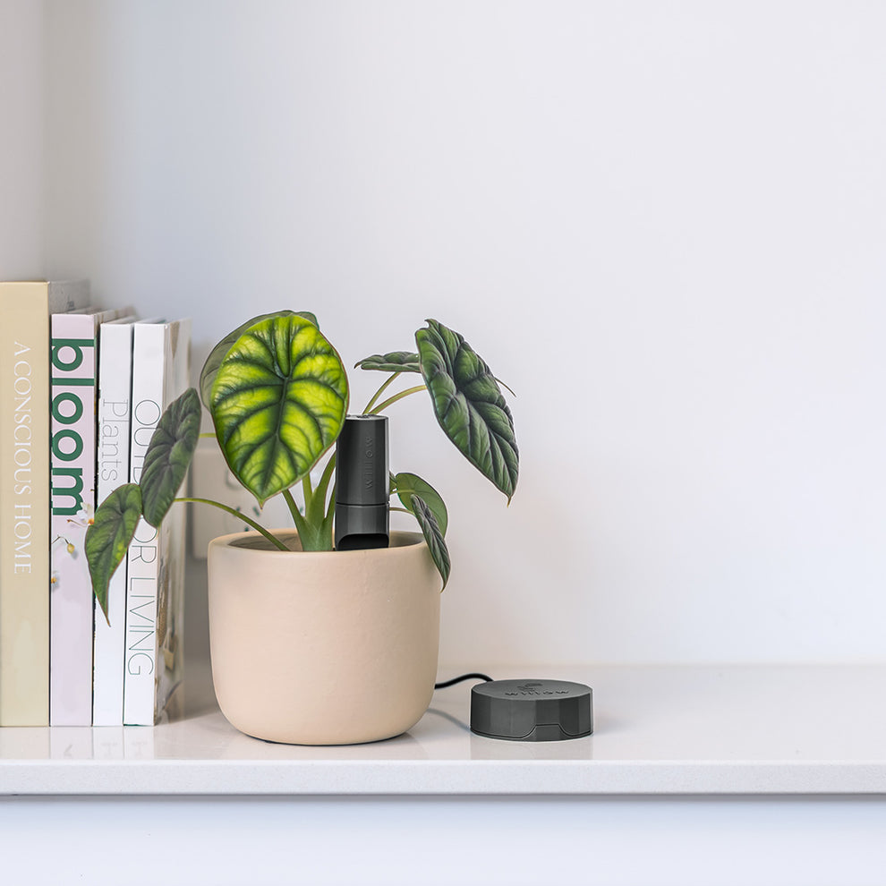 Starter Pack - Smart Plant Sensor with Hub and App for Houseplants – PW ...