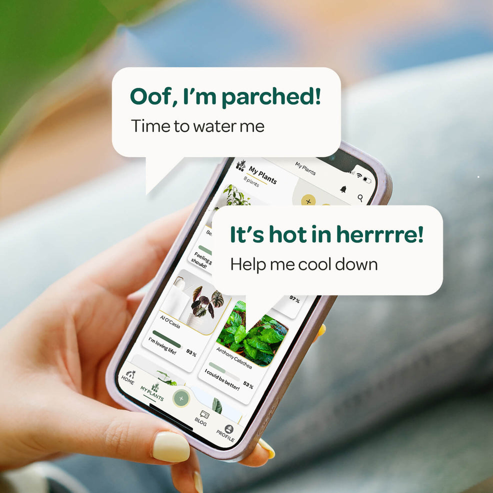 Large Pot Extension | Plant With Willow – PW Willow Pty Ltd